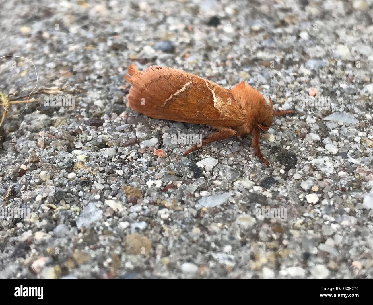 Orange Swift (Triodia sylvina Stock Photo - Alamy