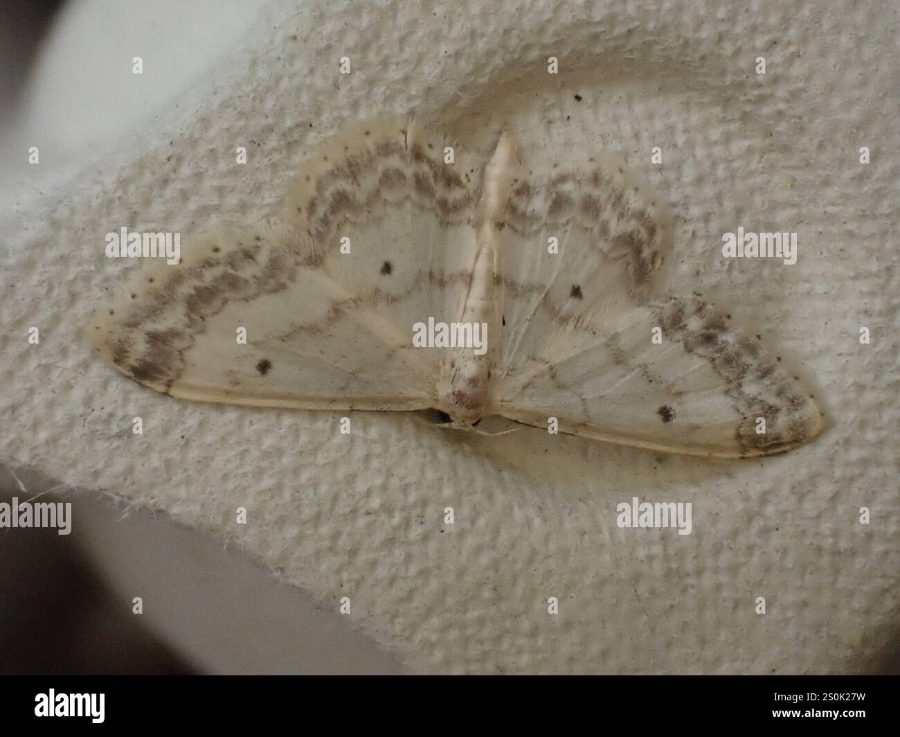 Small Fan-footed Wave (Idaea biselata Stock Photo - Alamy