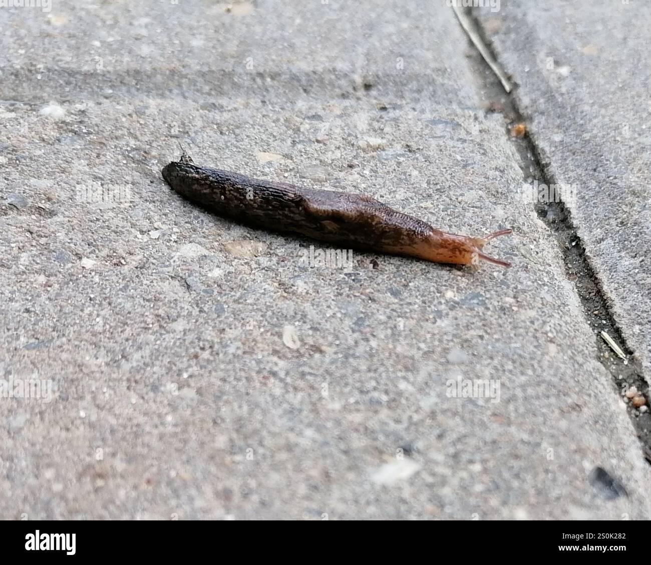 Milky Slug (Deroceras reticulatum Stock Photo - Alamy