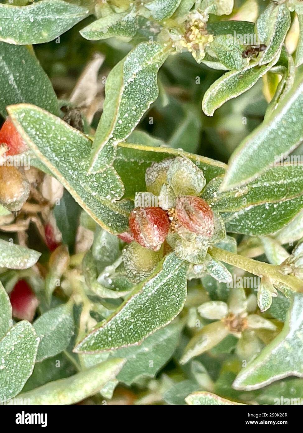 berry saltbush (Atriplex semibaccata Stock Photo - Alamy