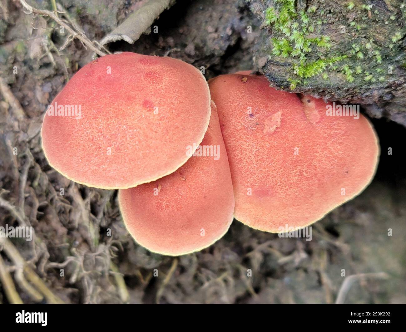 Ruby Bolete (Hortiboletus rubellus Stock Photo - Alamy
