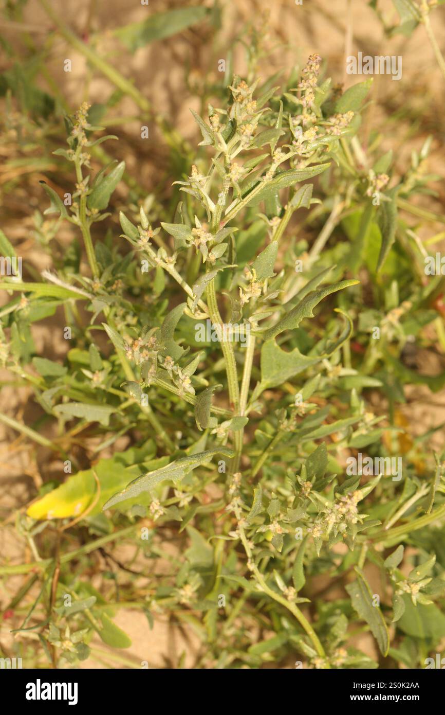 Common Orache (Atriplex patula Stock Photo - Alamy