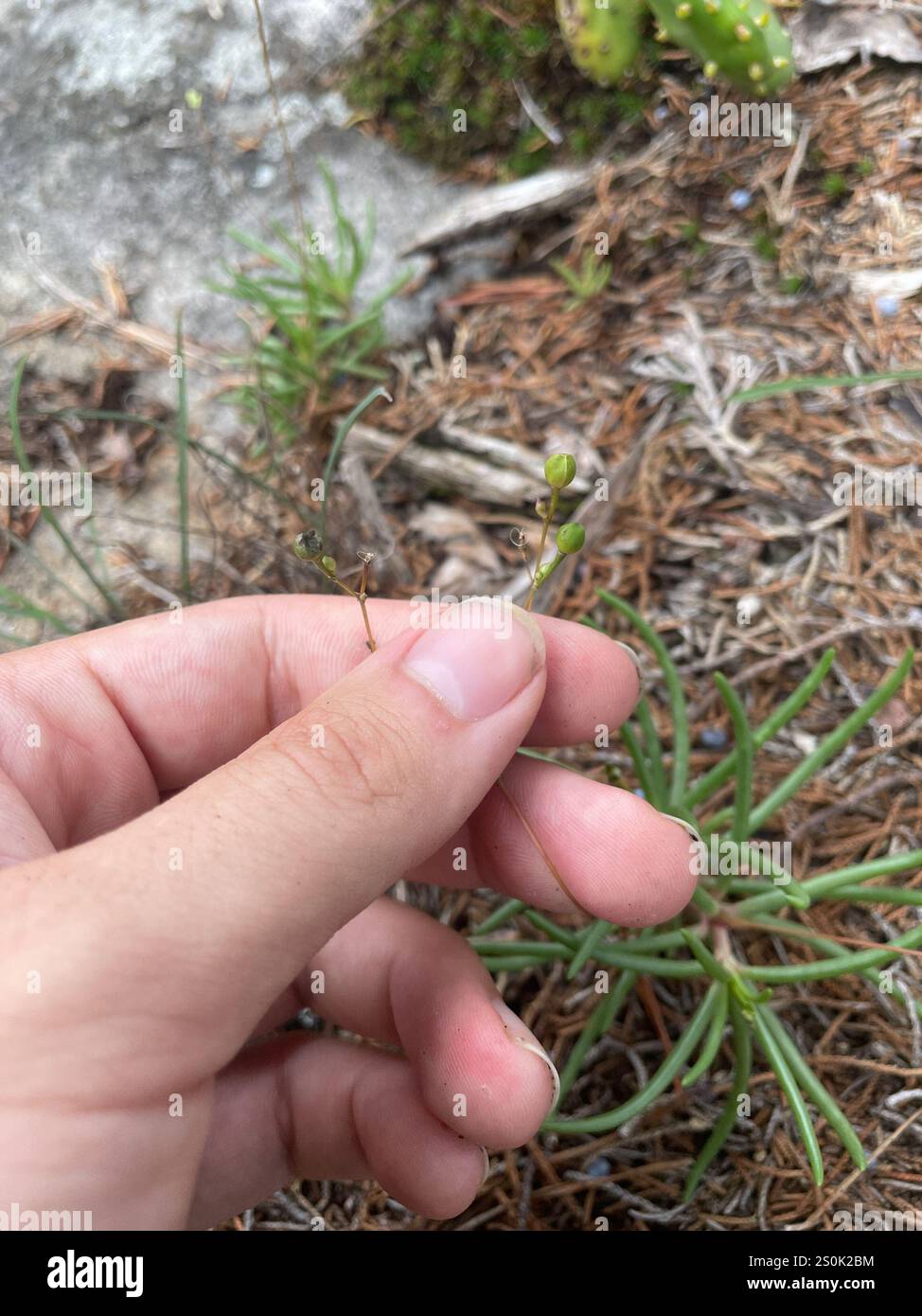 round-leaved fameflower (Phemeranthus teretifolius Stock Photo - Alamy