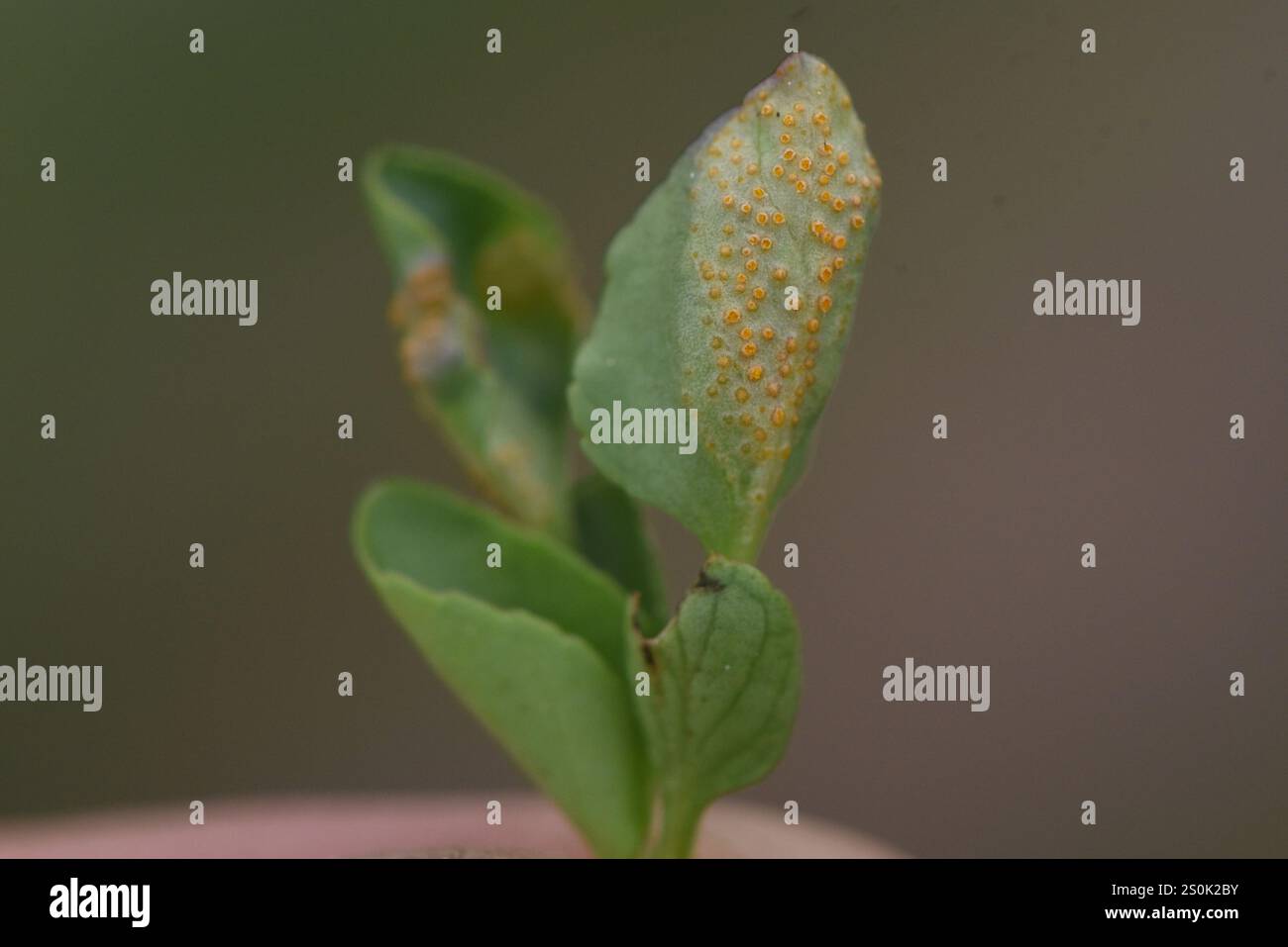 rust fungi (Pucciniales Stock Photo - Alamy