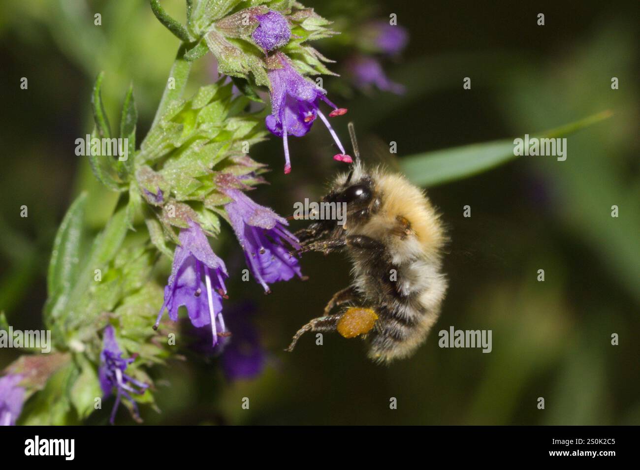 Common Carder Bumble Bee (Bombus pascuorum Stock Photo - Alamy