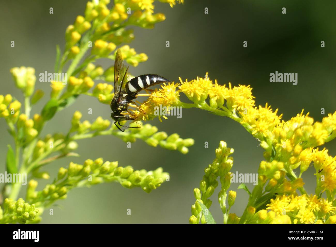 Four-banded Stink Bug Wasp (Bicyrtes quadrifasciatus Stock Photo - Alamy