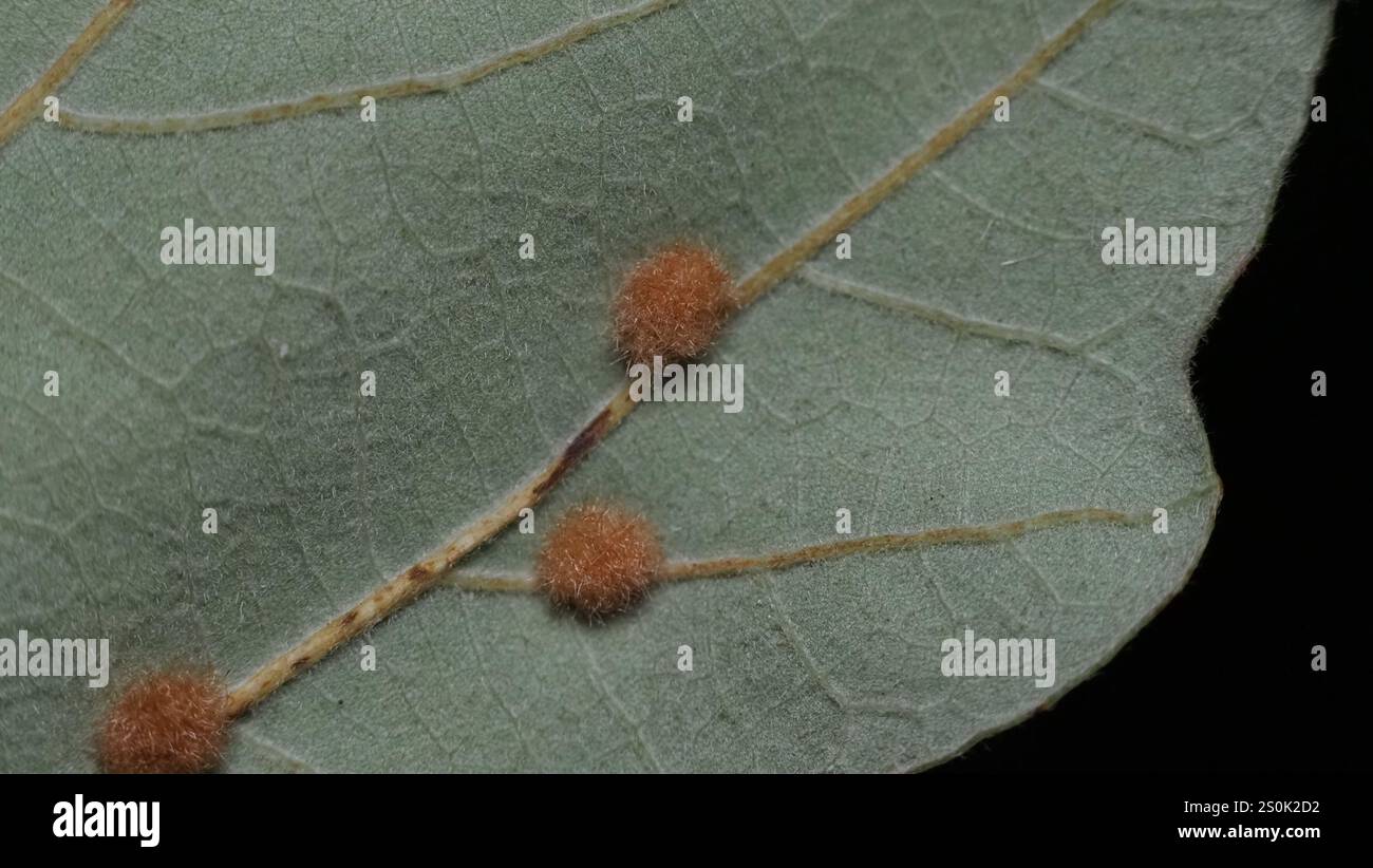 oak flake gall wasp (Neuroterus quercusverrucarum Stock Photo - Alamy