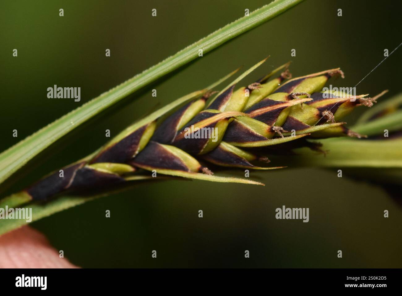 Alaska Large Awn Sedge (Carex macrochaeta Stock Photo - Alamy