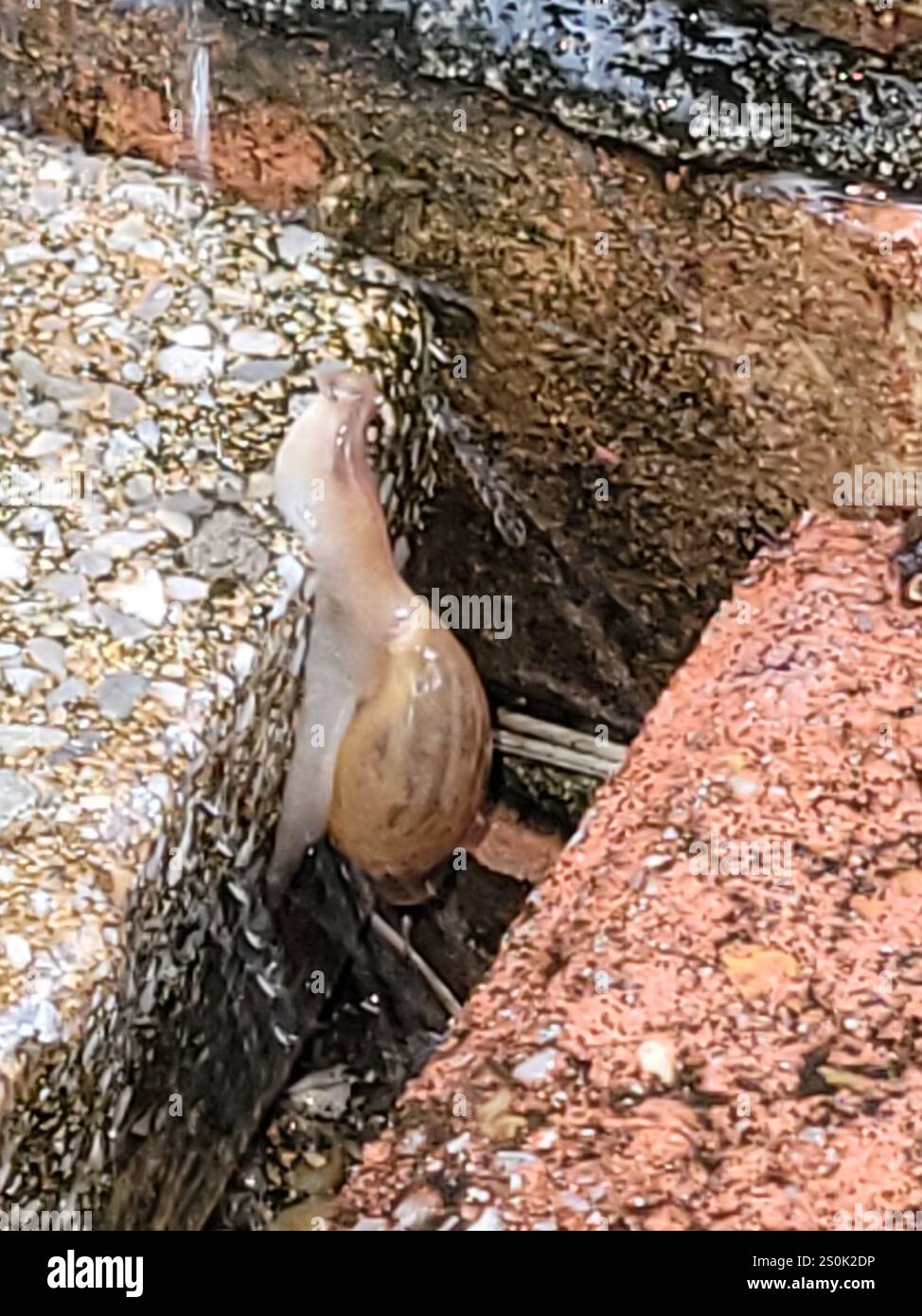 Rosy Wolfsnail (Euglandina rosea Stock Photo - Alamy