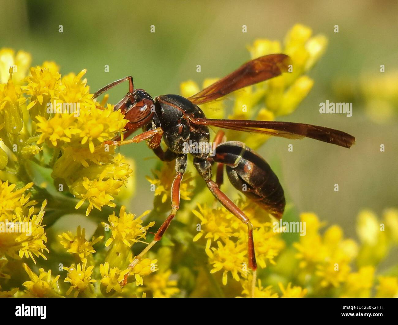 Northern Paper Wasp (Polistes fuscatus Stock Photo - Alamy