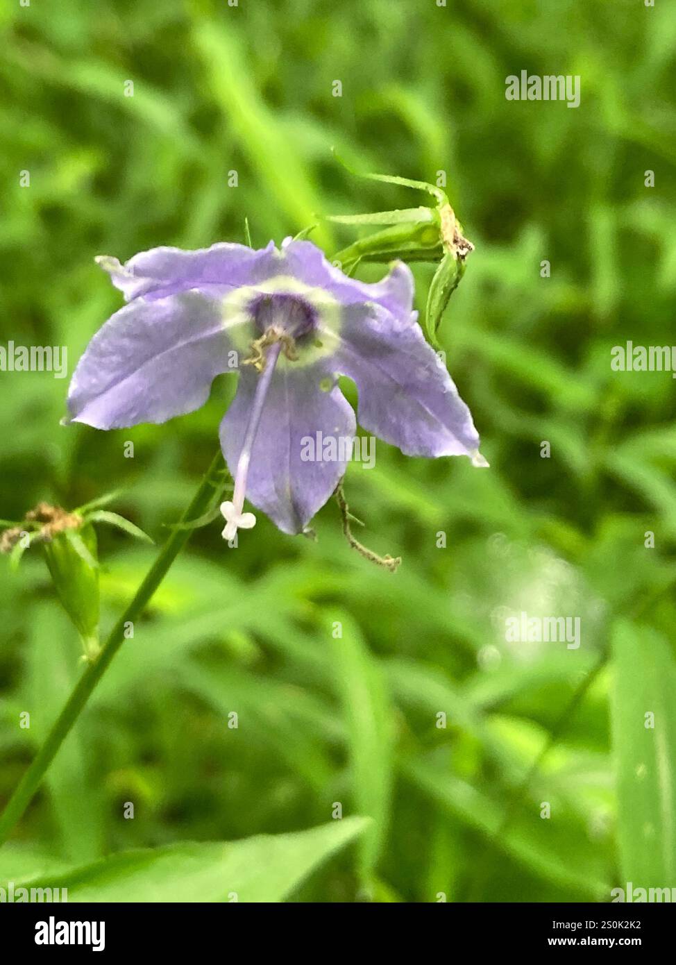 tall bellflower (Campanulastrum americanum Stock Photo - Alamy