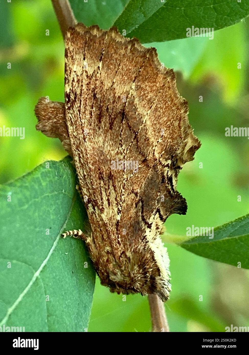 Coxcomb Prominent (Ptilodon capucina Stock Photo - Alamy