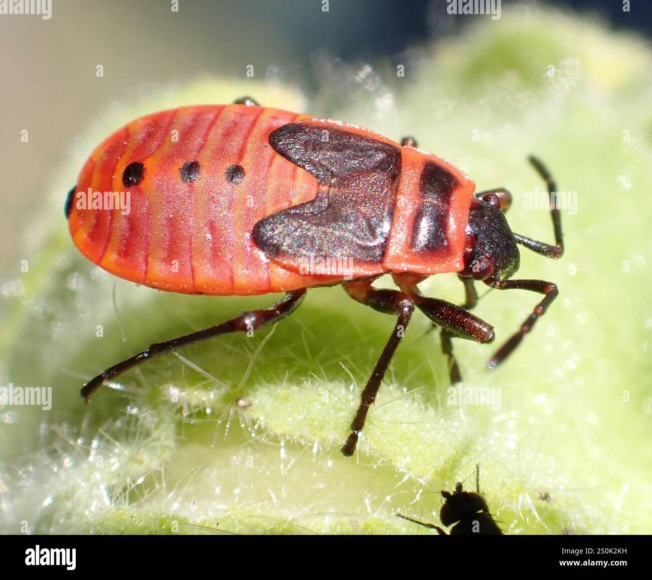 European Firebug (Pyrrhocoris apterus Stock Photo - Alamy