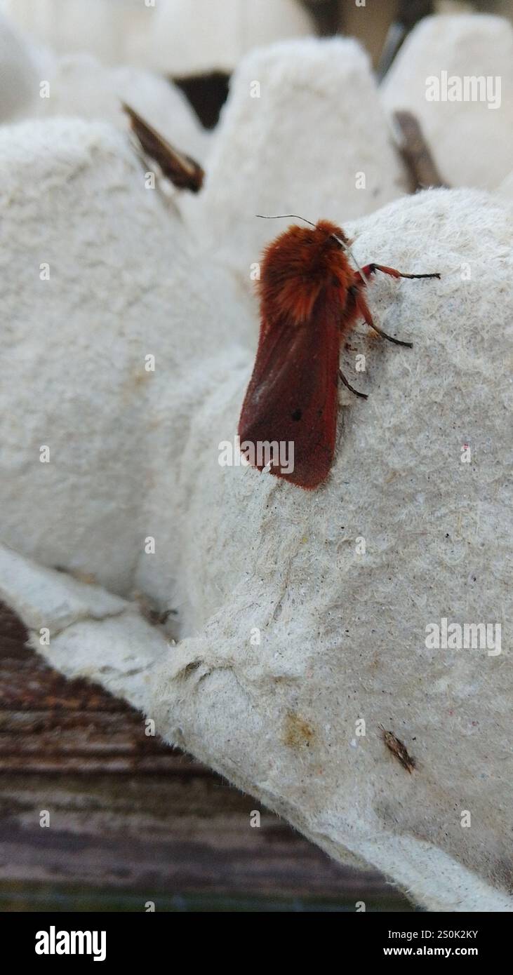 Ruby Tiger Moth (Phragmatobia fuliginosa Stock Photo - Alamy