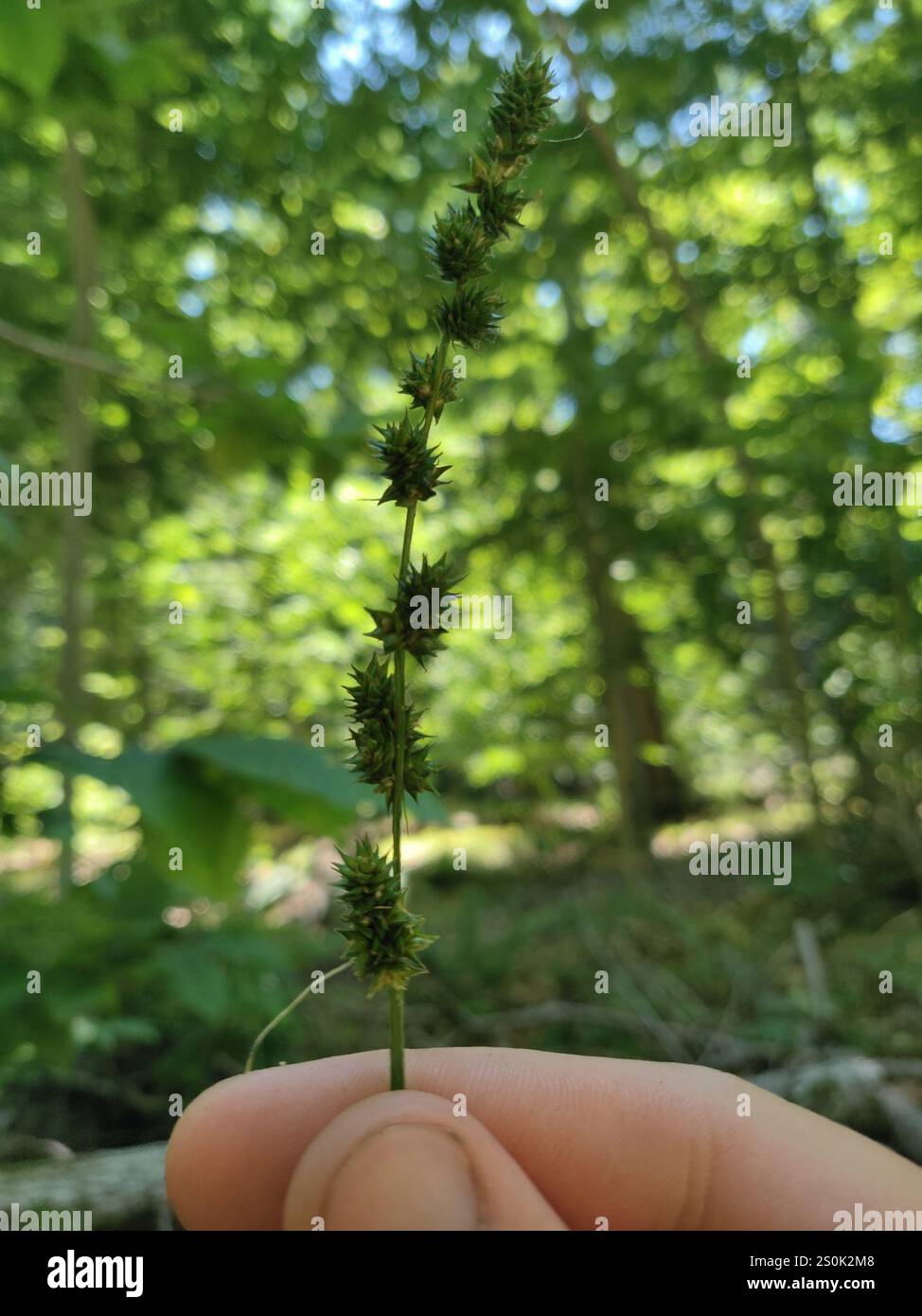 bur reed sedge (Carex sparganioides Stock Photo - Alamy
