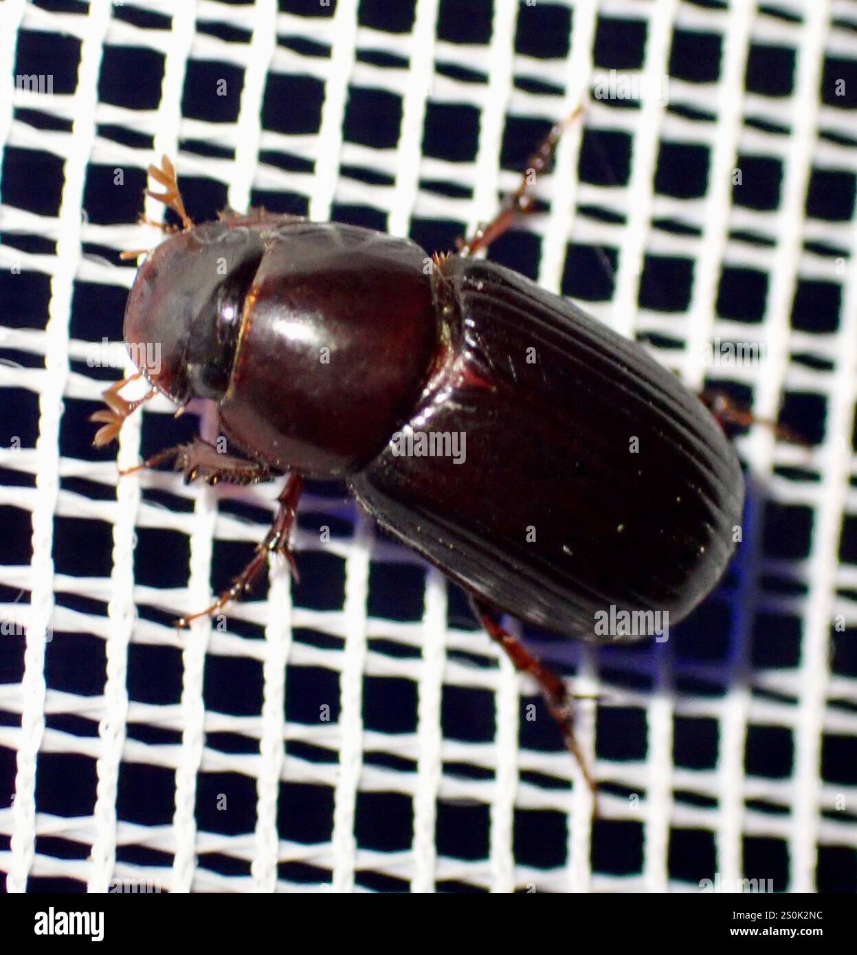 Night-flying Dung Beetle (Acrossus rufipes Stock Photo - Alamy
