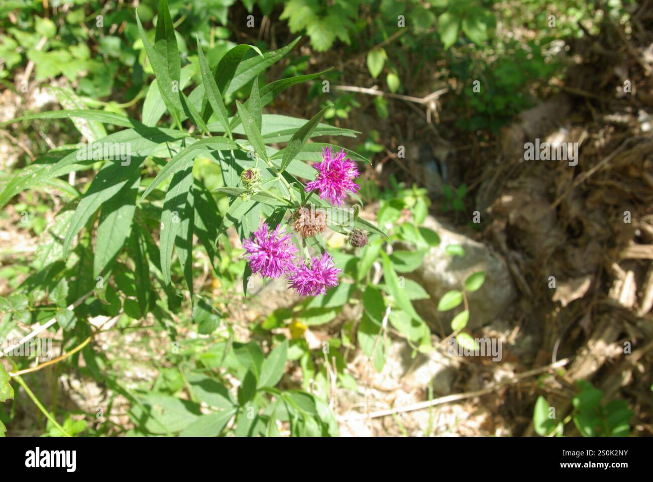 Arkansas Ironweed (Vernonia arkansana Stock Photo - Alamy
