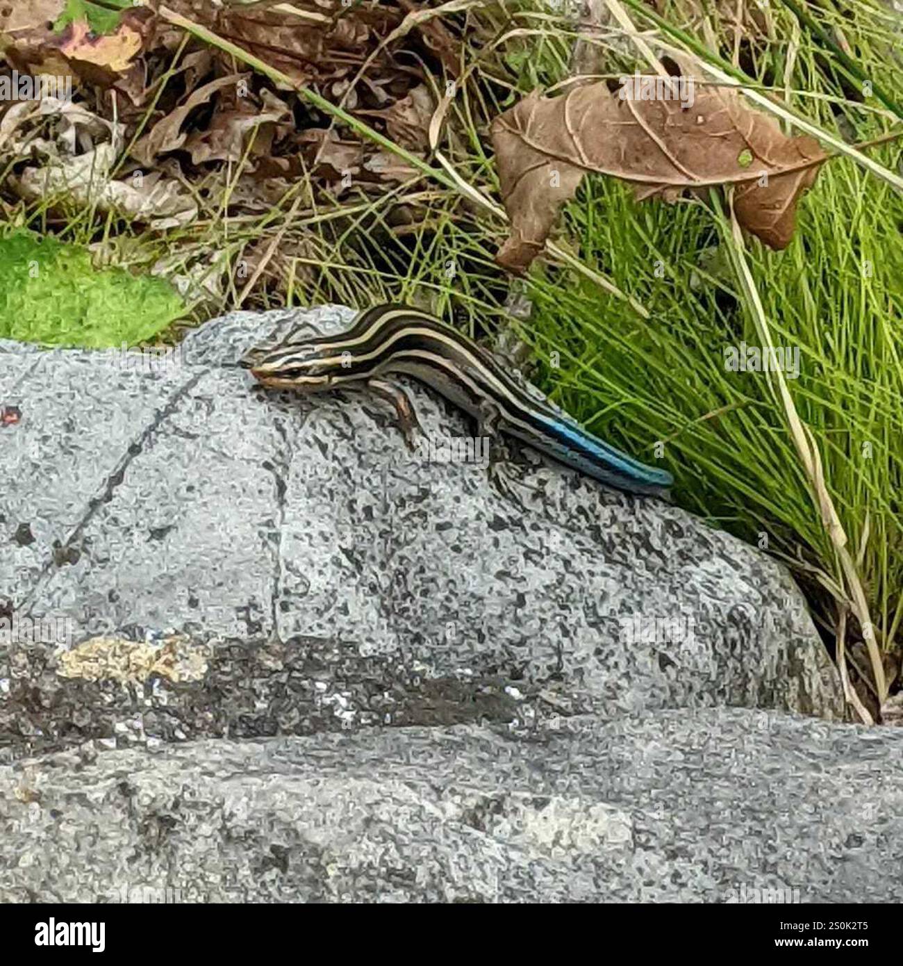 Common Five-lined Skink (Plestiodon fasciatus Stock Photo - Alamy