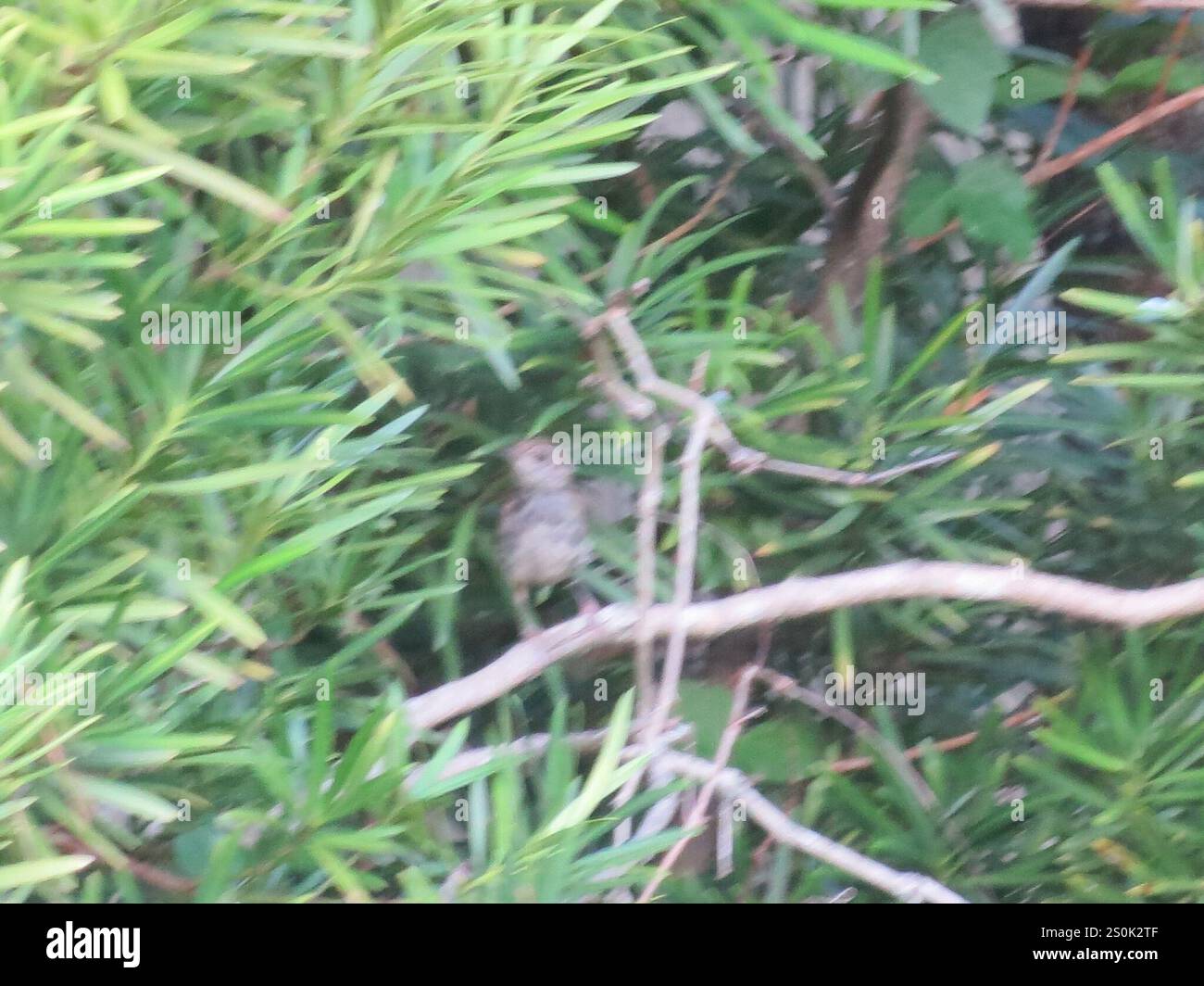 Carolina Wren (Thryothorus ludovicianus Stock Photo - Alamy