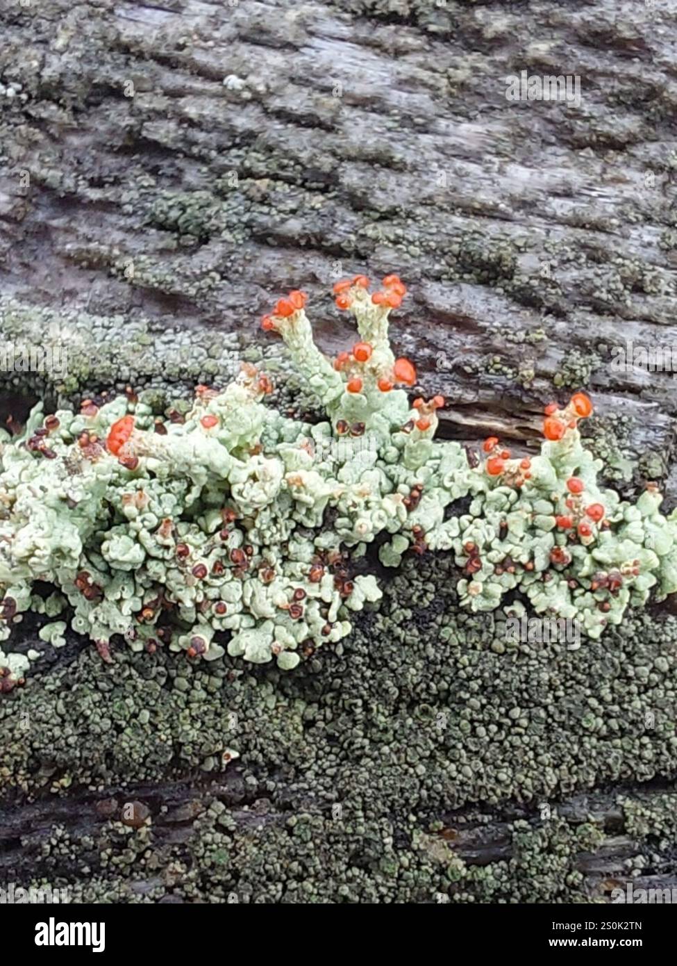 British soldier lichen (Cladonia cristatella Stock Photo - Alamy