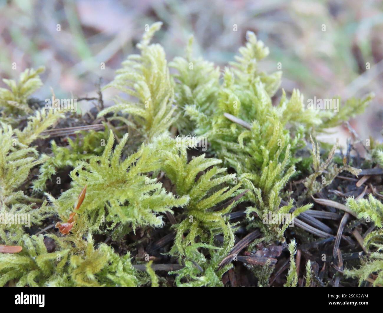 Oregon Beaked Moss (Kindbergia oregana Stock Photo - Alamy
