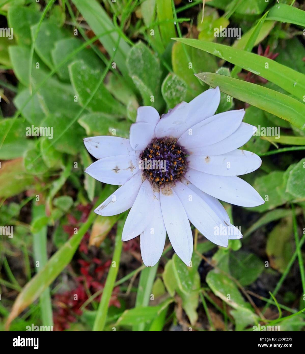 trailing African daisy (Dimorphotheca fruticosa Stock Photo - Alamy