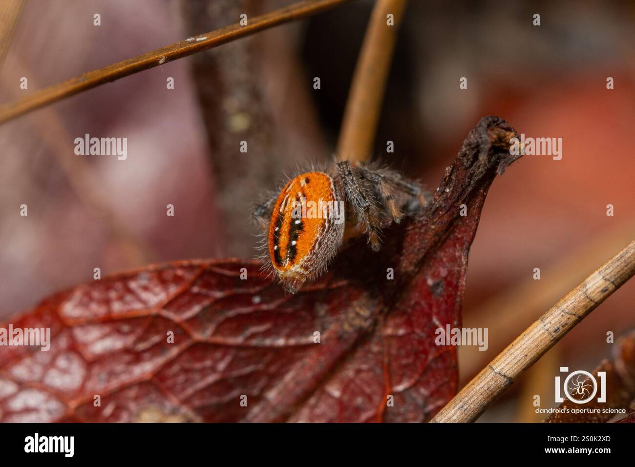 Cardinal Jumping Spider (Phidippus cardinalis Stock Photo - Alamy