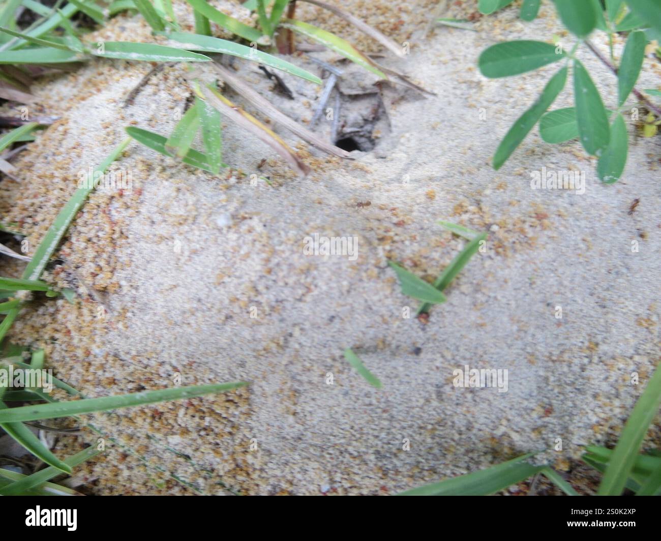 Buren's Pyramid Ant (Dorymyrmex bureni Stock Photo - Alamy
