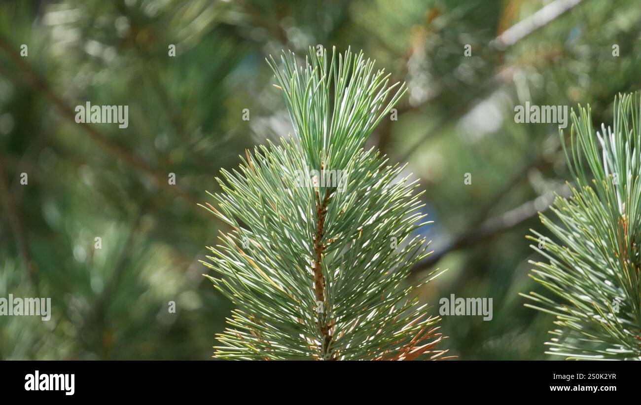 limber pine (Pinus flexilis Stock Photo - Alamy