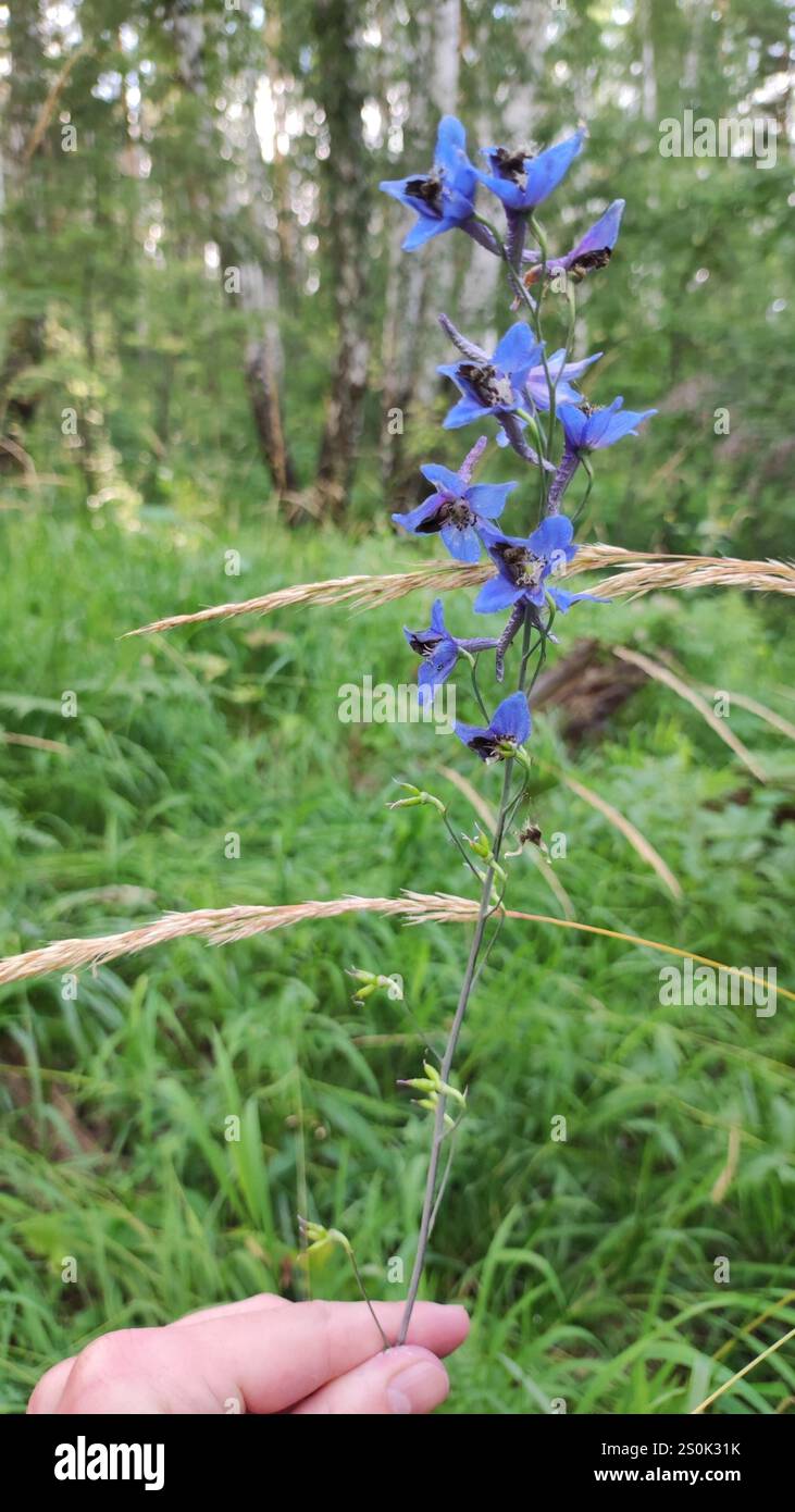 Alpine Larkspur (Delphinium elatum Stock Photo - Alamy