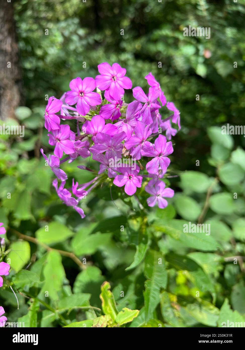 fall phlox (Phlox paniculata Stock Photo - Alamy