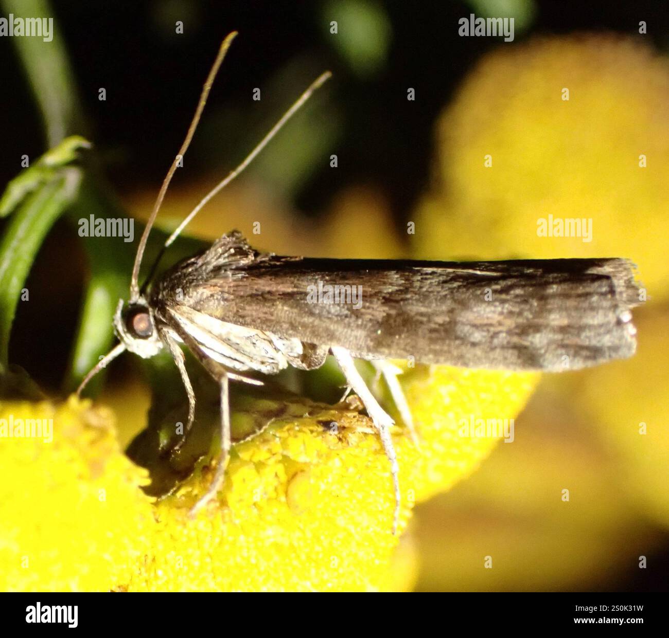 Dotted Oak Knot-horn (Phycita roborella Stock Photo - Alamy