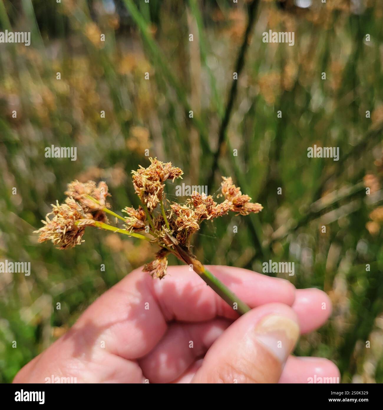 California bulrush (Schoenoplectus californicus Stock Photo - Alamy