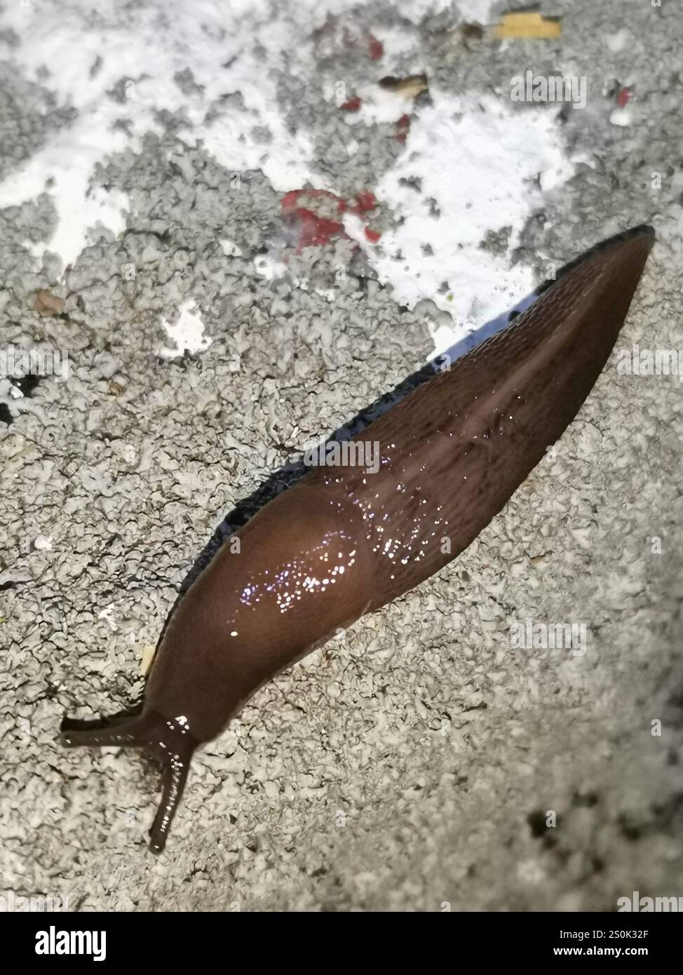 Tree slug (Lehmannia marginata Stock Photo - Alamy