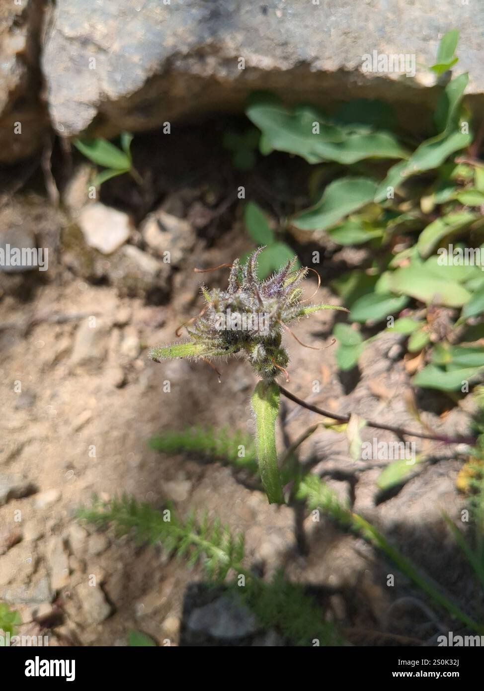 Whipple's penstemon (Penstemon whippleanus Stock Photo - Alamy