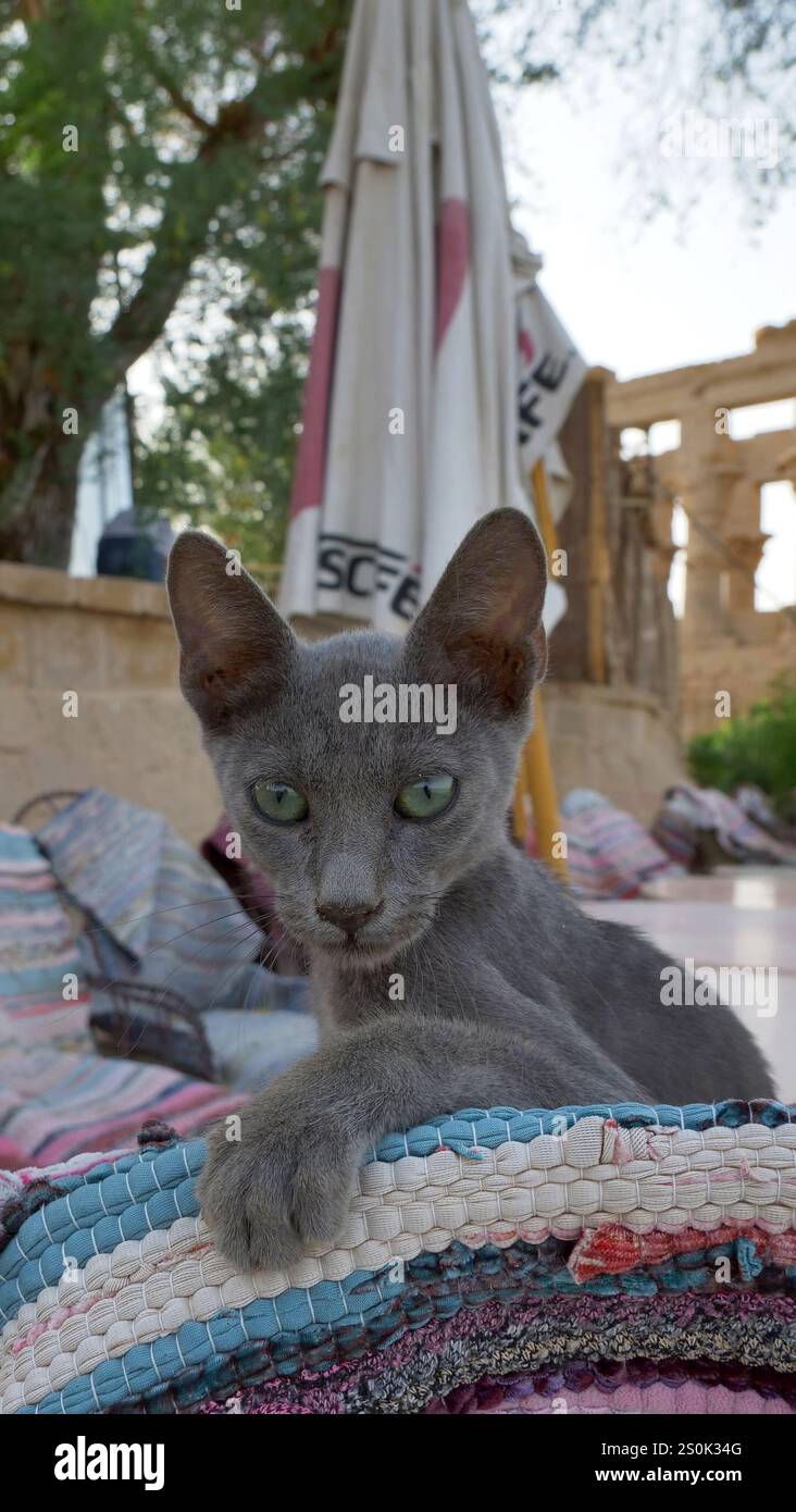 Egyptian Cat in the Temple of Isis at Philae, Egypt Stock Photo - Alamy
