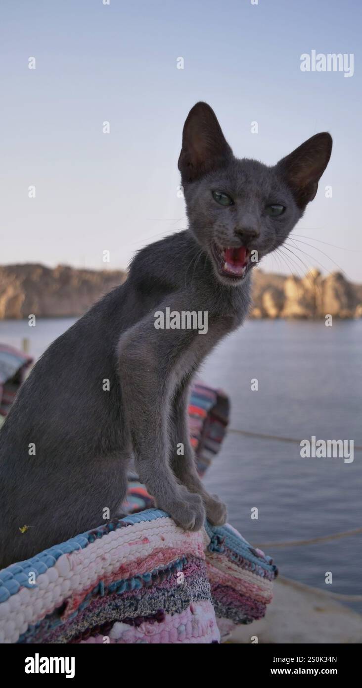 Egyptian Cat in the Temple of Isis at Philae, Egypt Stock Photo - Alamy