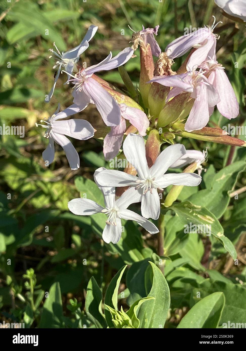 common soapwort (Saponaria officinalis Stock Photo - Alamy