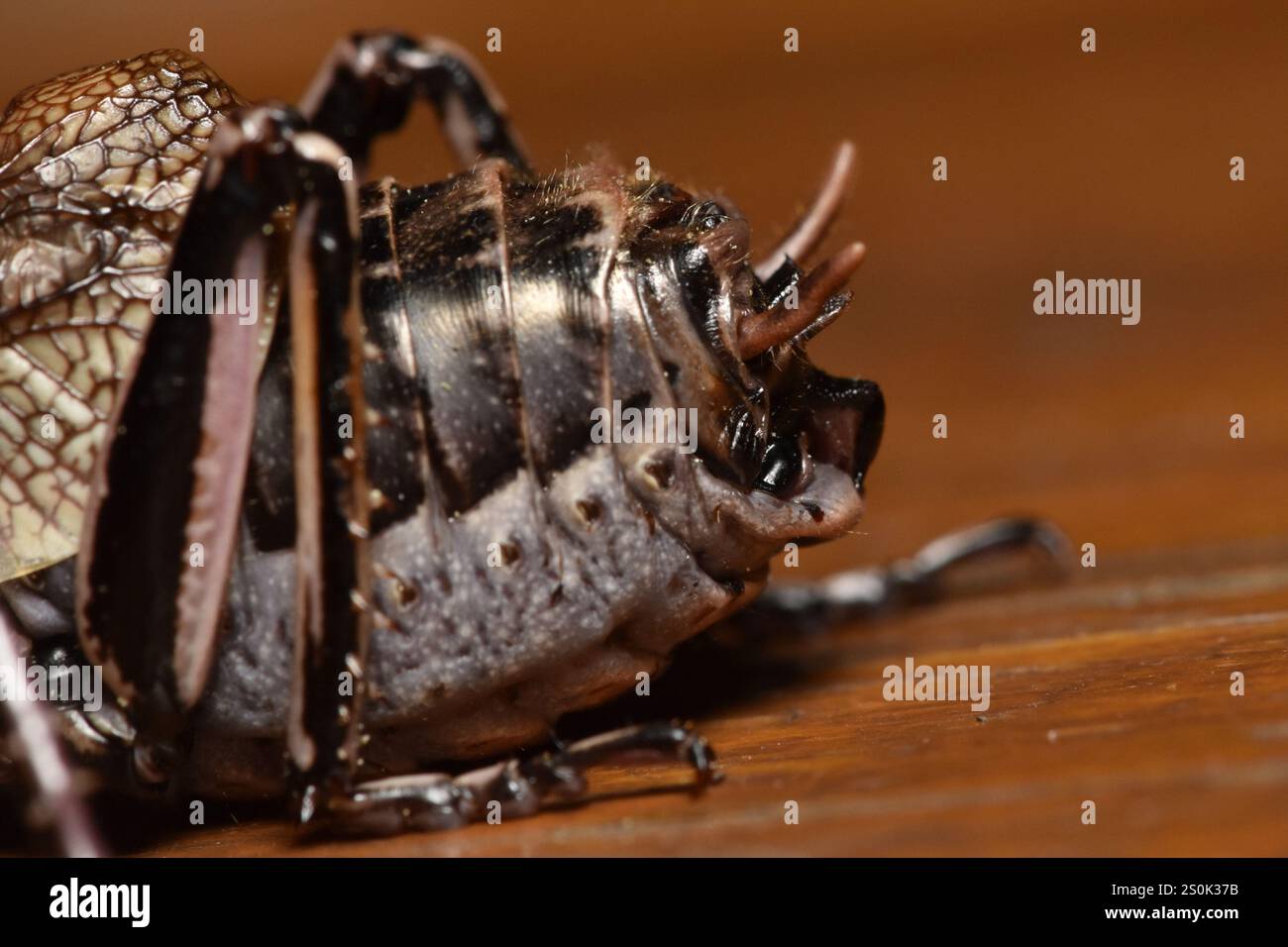 Great Grig (Cyphoderris monstrosa Stock Photo - Alamy