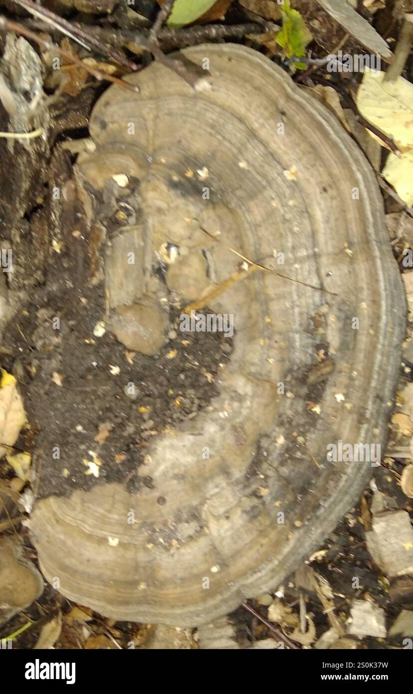 artist's bracket (Ganoderma applanatum Stock Photo - Alamy