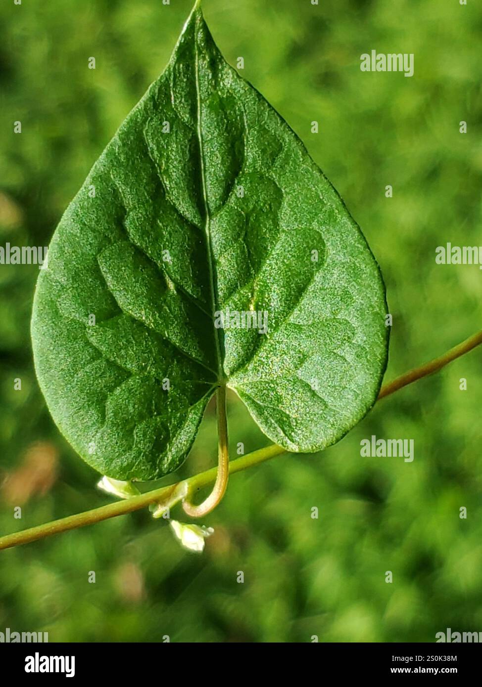 climbing false buckwheat (Fallopia scandens Stock Photo - Alamy
