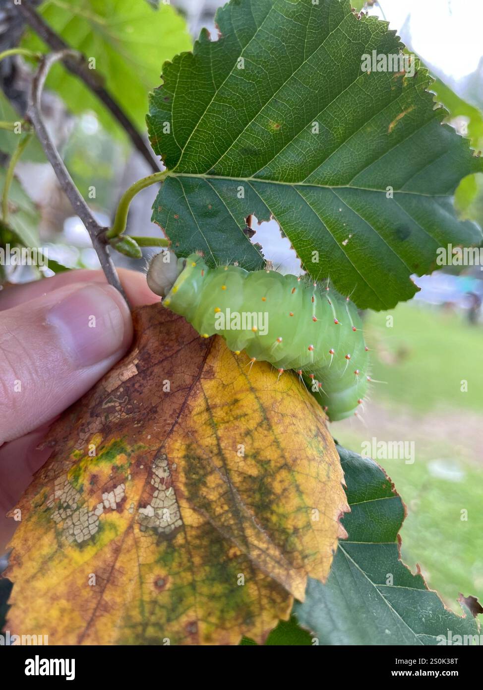 Polyphemus Moth (Antheraea polyphemus Stock Photo - Alamy