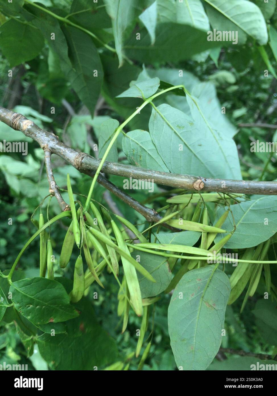 white ash (Fraxinus americana Stock Photo - Alamy