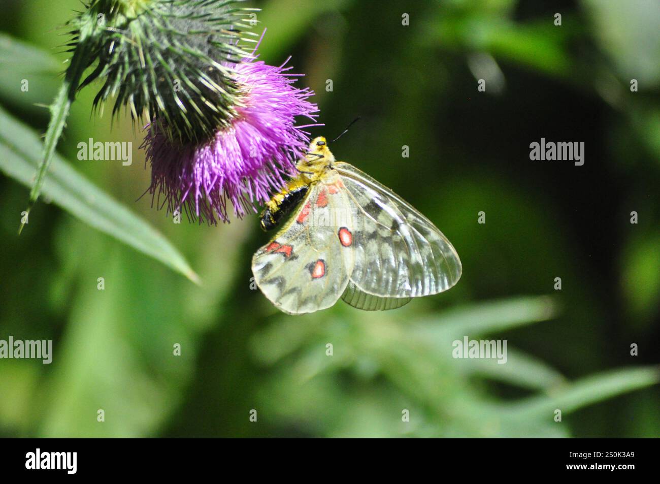 Clodius Parnassian (Parnassius clodius Stock Photo - Alamy