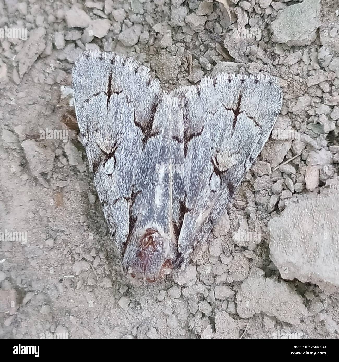 Dagger Moths (Acronicta Stock Photo - Alamy