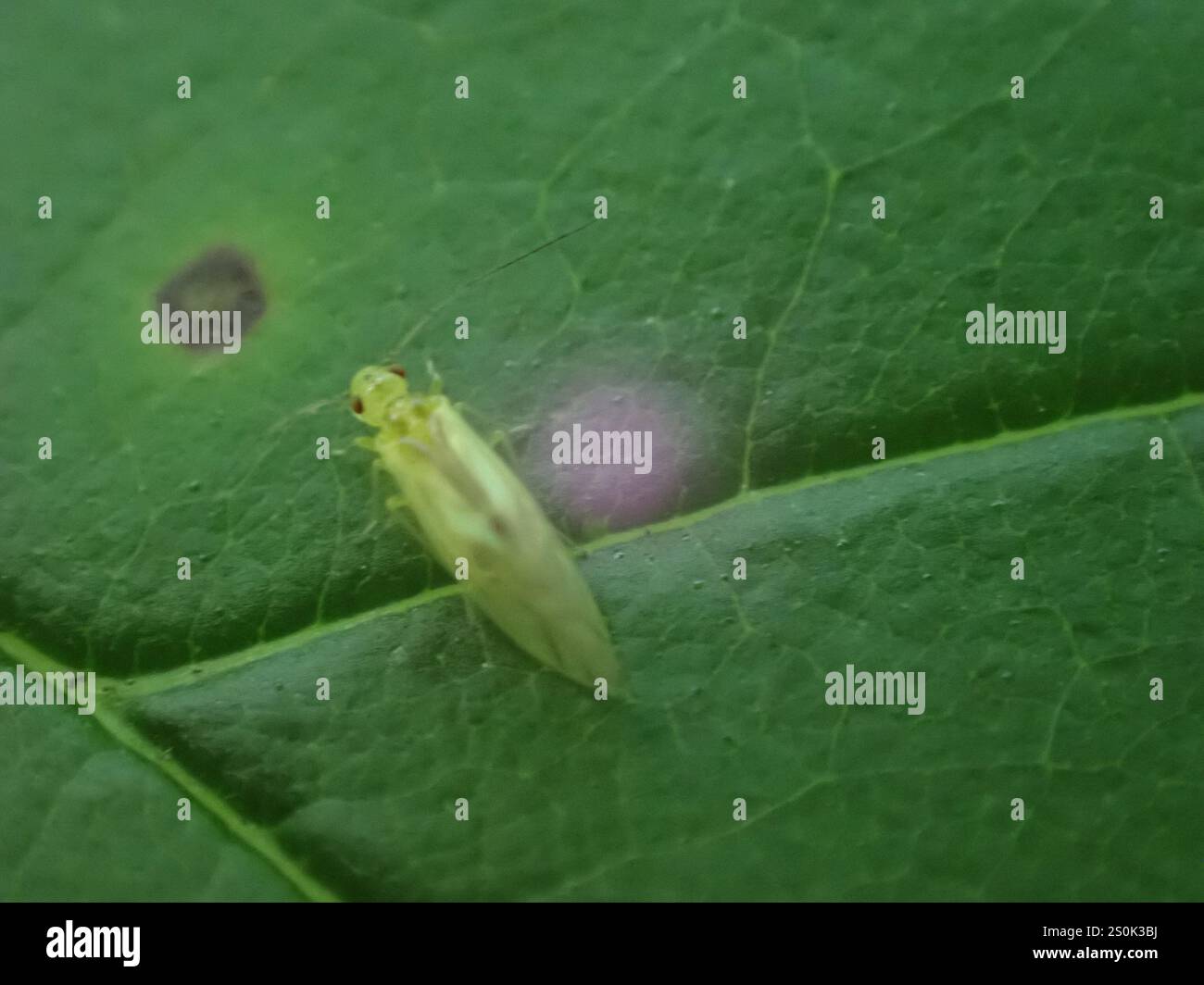 Barklice, Booklice, and Parasitic Lice (Psocodea Stock Photo - Alamy