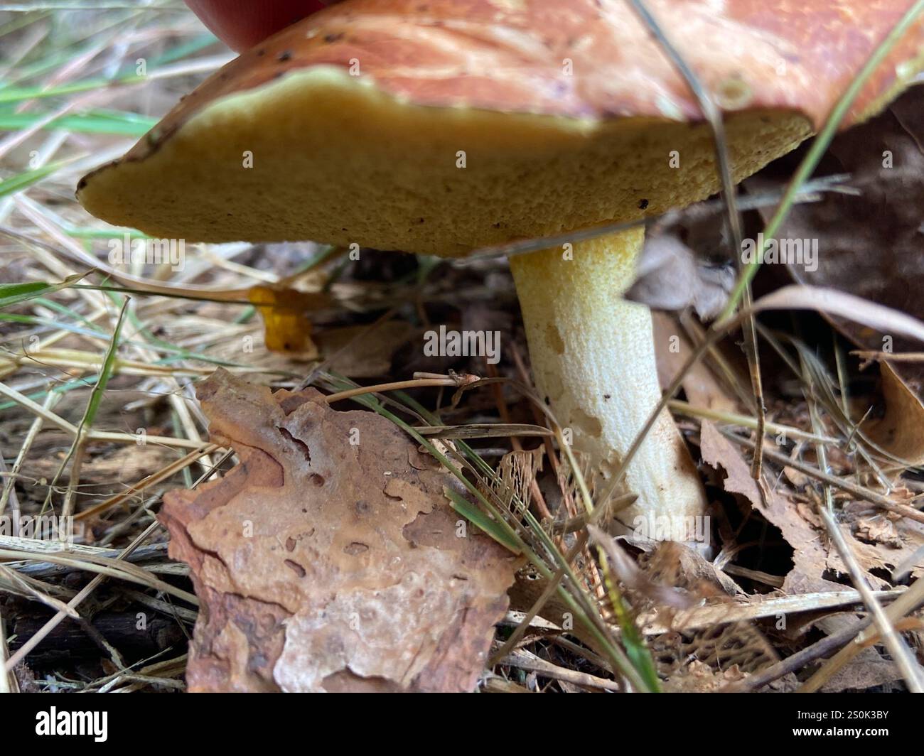 Dotted-stalked Suillus (Suillus granulatus Stock Photo - Alamy