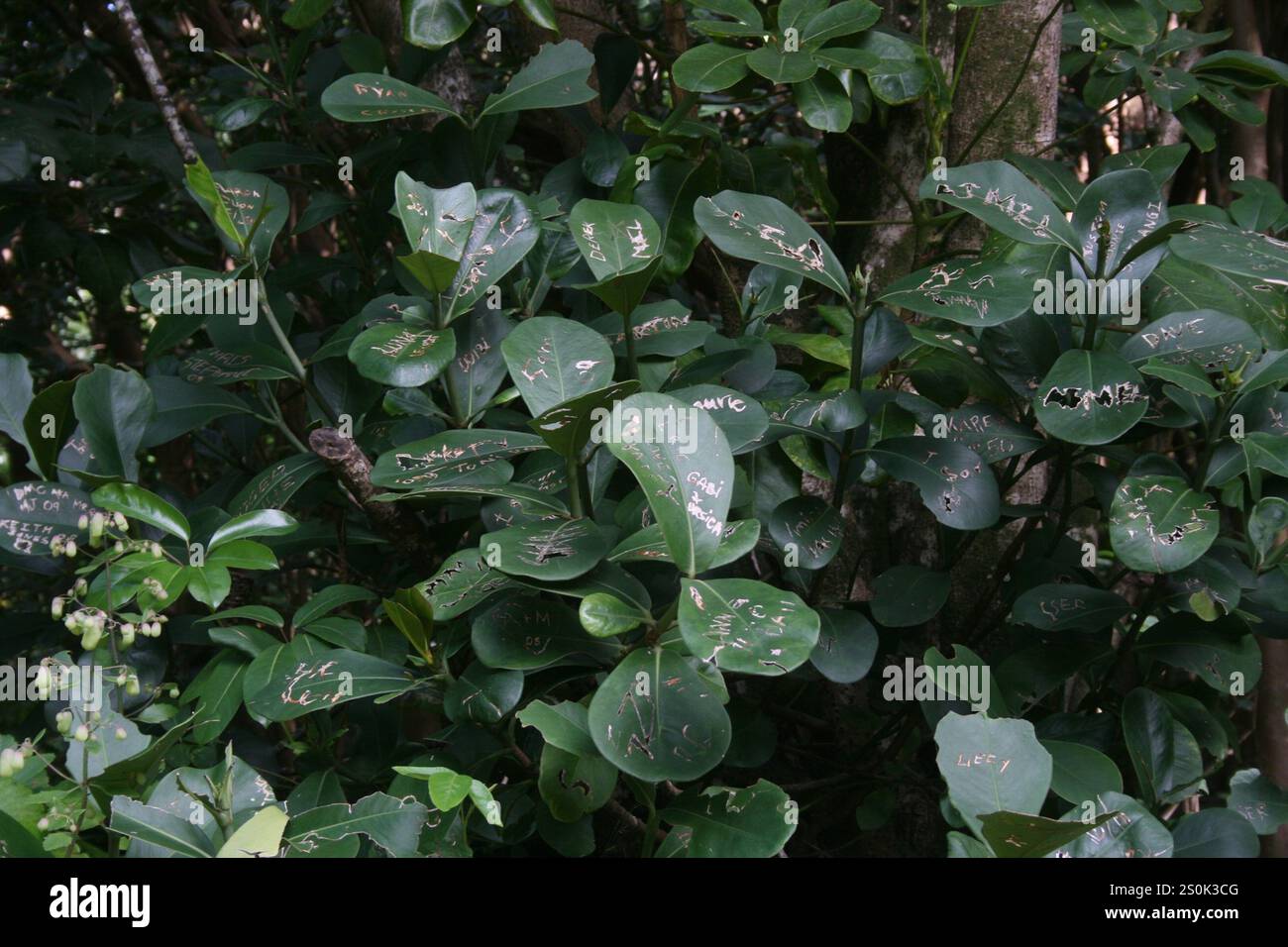 autograph tree (Clusia rosea Stock Photo - Alamy