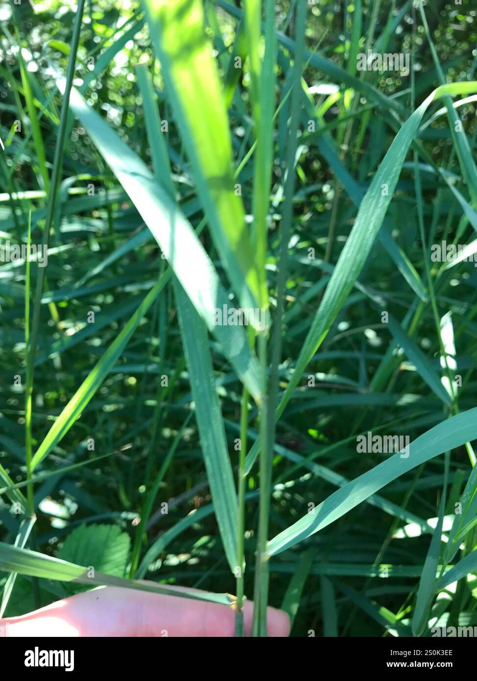 canadian bluejoint (Calamagrostis canadensis Stock Photo - Alamy