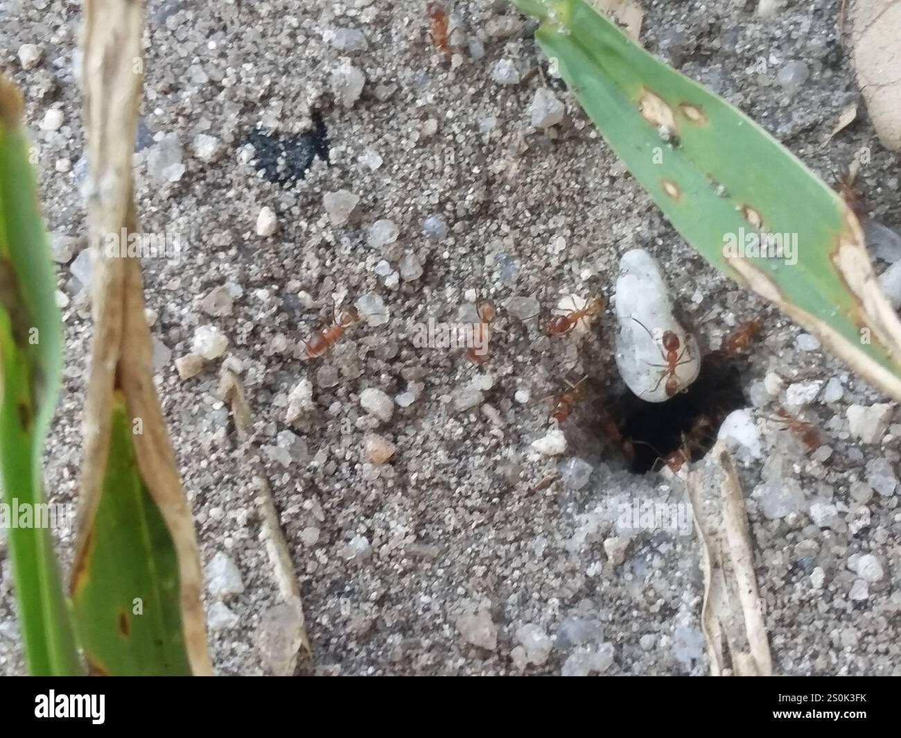 Buren's Pyramid Ant (Dorymyrmex bureni Stock Photo - Alamy